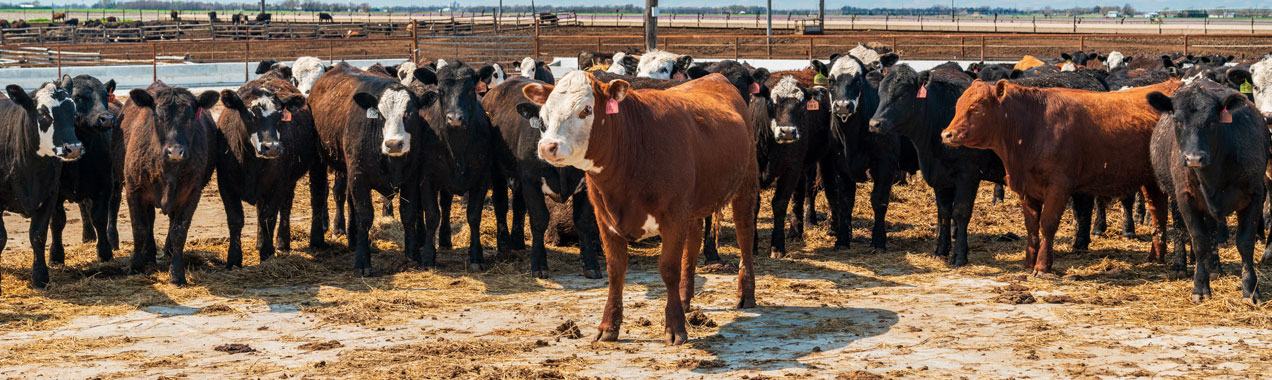 Beef Buying Guide - Guide to buying beef in bulk