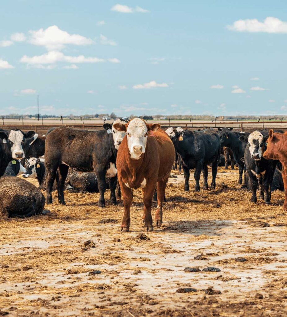 Sources - Local Beef Sources